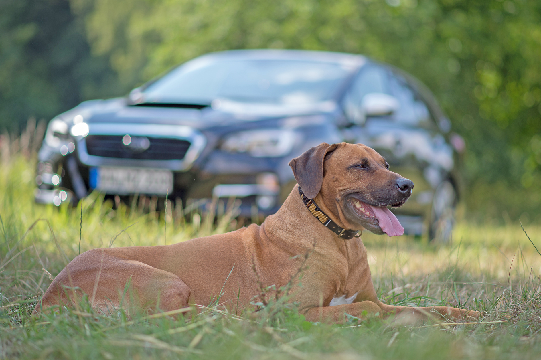 Home - SUBARU Deutschland GmbH